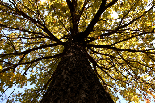 Cara Meningkatkan Privasi di Area Kolam Renang