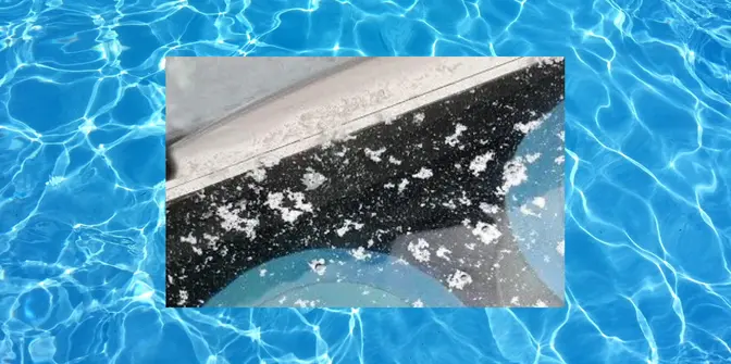 Bisakah Algasida Mengatasi Masalah Selain Ganggang Hijau?