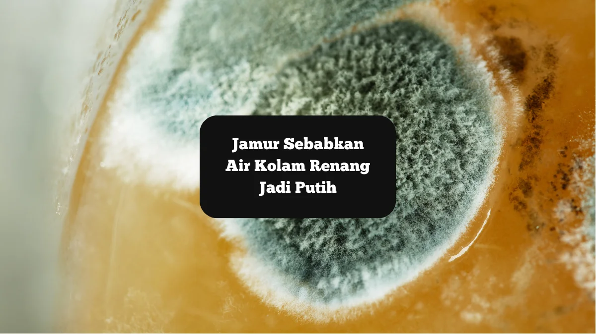 Jamur Sebabkan Air Kolam Renang Jadi Putih: Ini Cara Mengatasinya